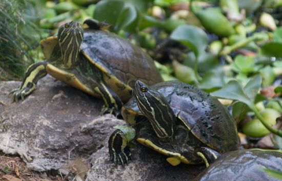 Hicotea o Jicotea Sureña - Fauna Dominicana