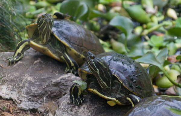 Hicotea o Jicotea Sureña - Fauna Dominicana