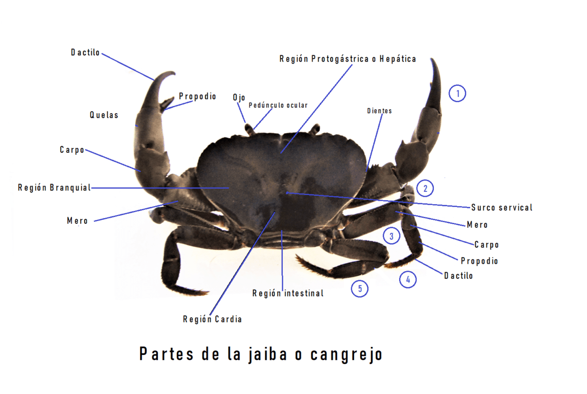 Jaiba o Cangrejo de río de la Hispaniola - Fauna Dominicana