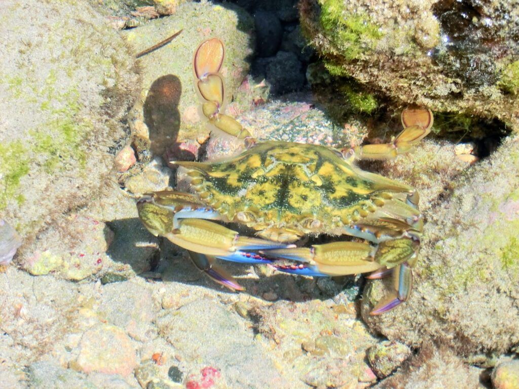 Jaiba o Cangrejo de río de la Hispaniola - Fauna Dominicana