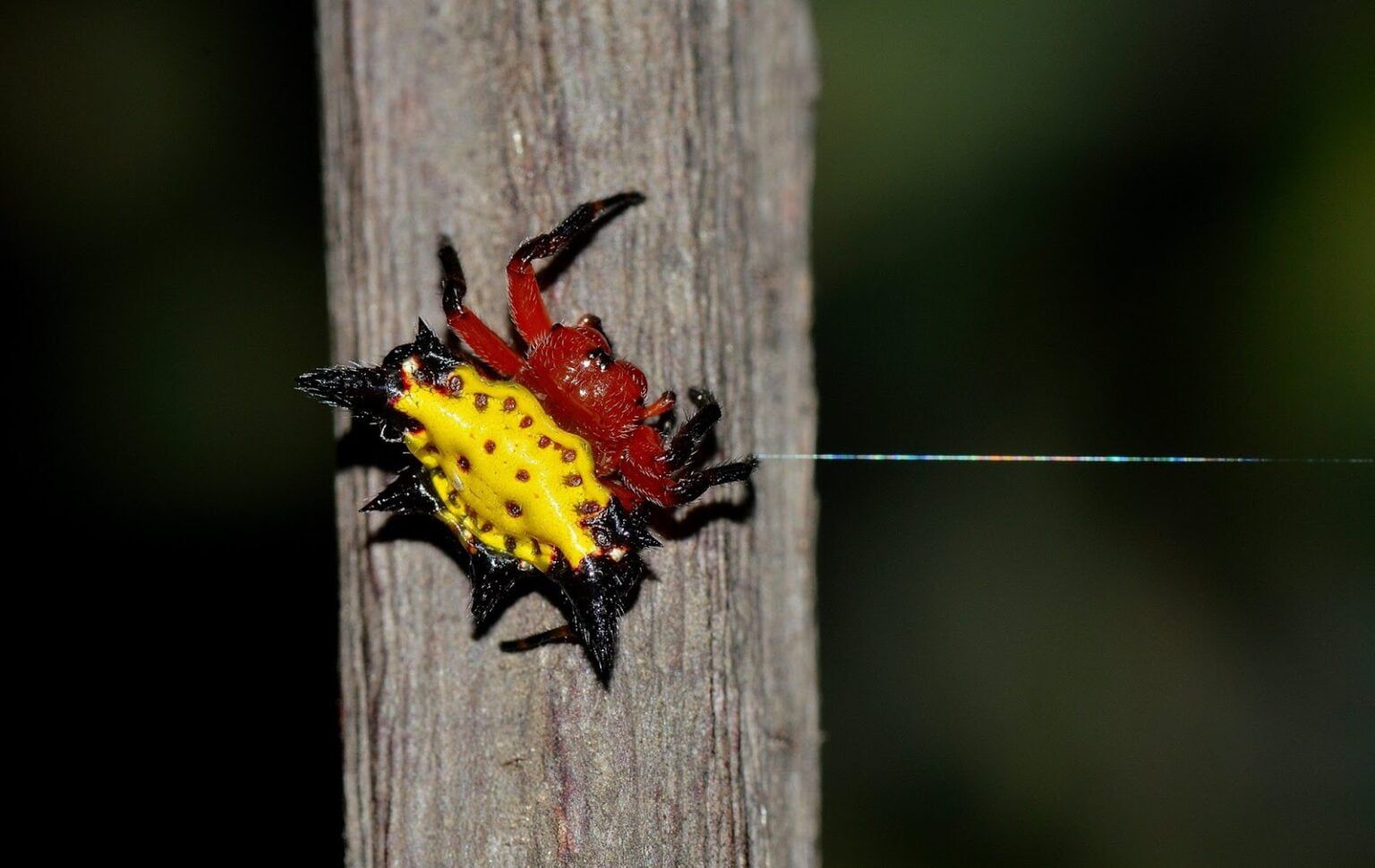 Cacata o Tarántula sureña. - Fauna Dominicana