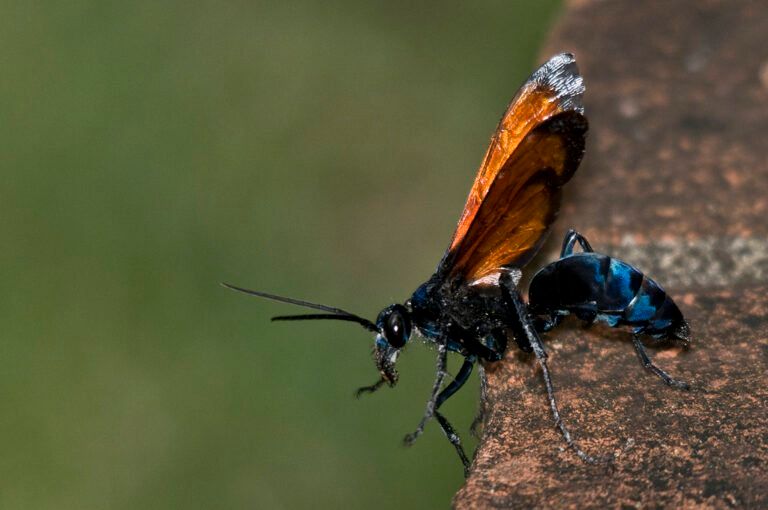Cacata o Tarántula Gigante Roja de la Española - Fauna Dominicana