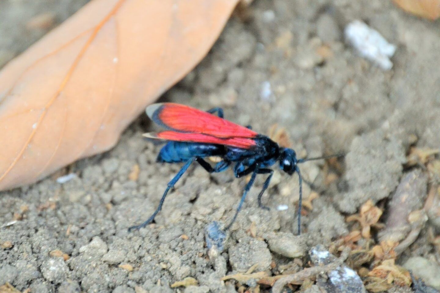 Mata Cacata o Avispa halcón - Fauna Dominicana