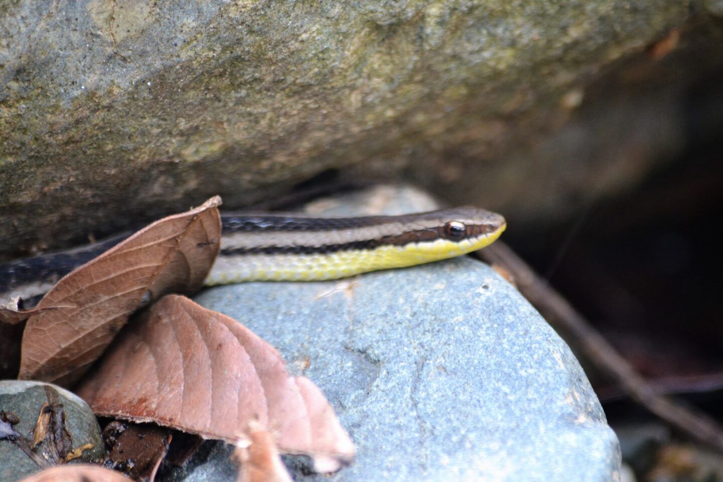 Culebra Corredora Negra - Fauna Dominicana