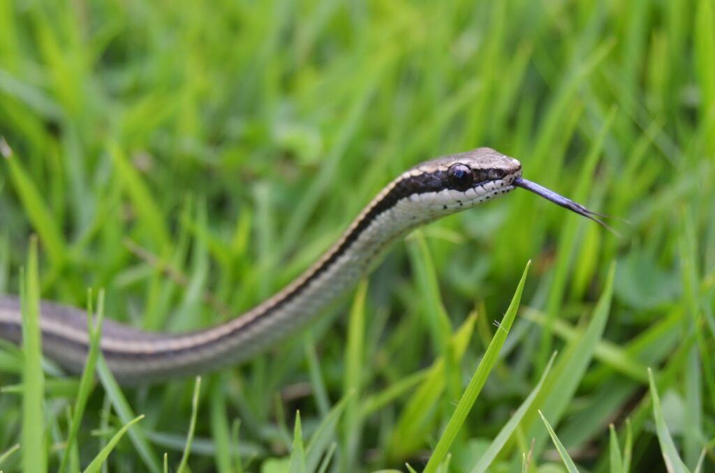 Saltacocote o lagarto gigante dominicano - Fauna Dominicana