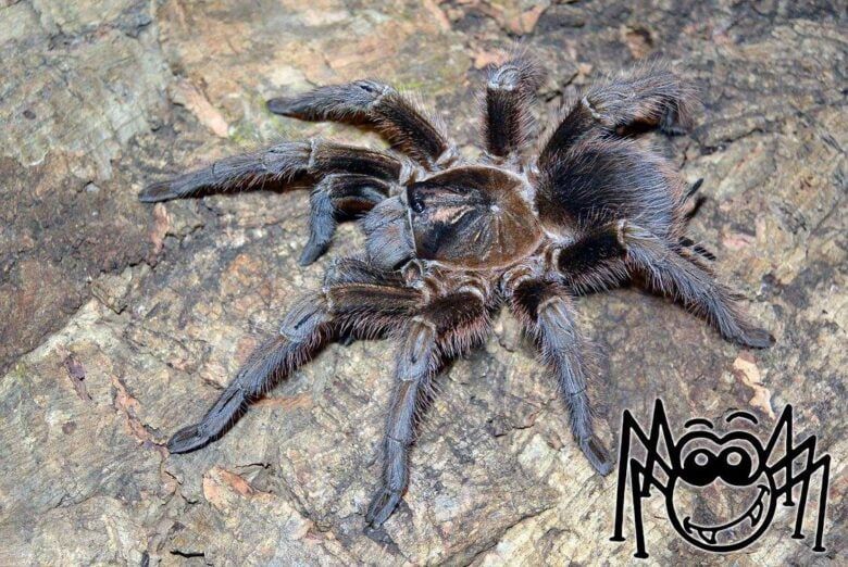 Cacata o Tarántula Gigante Roja de la Española - Fauna Dominicana