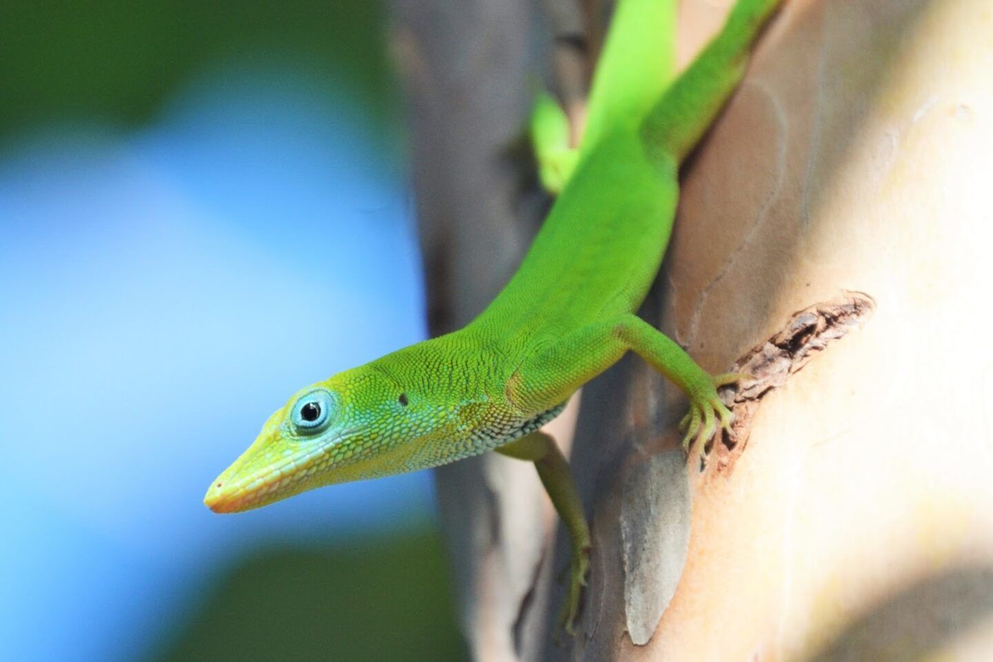 Hicotea o Jicotea Sureña - Fauna Dominicana