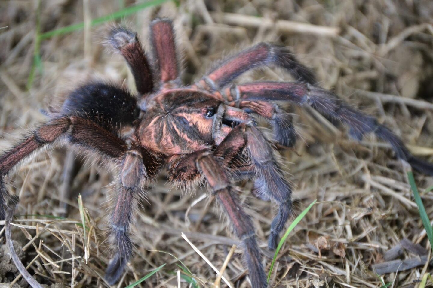 Cacata o Tarántula Gigante Roja de la Española - Fauna Dominicana