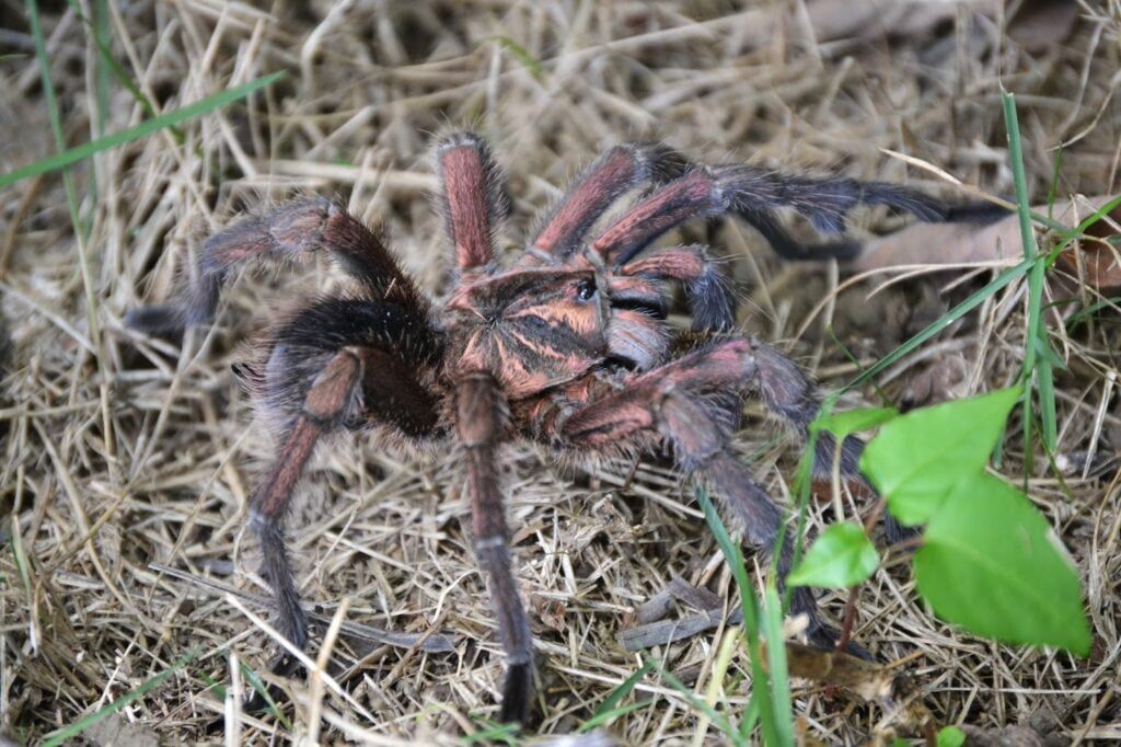 Cacata o Tarántula Gigante Roja de la Española - Fauna Dominicana