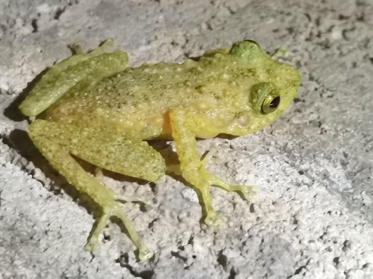 Ranita amarilla dedos de espuela. - Fauna Dominicana