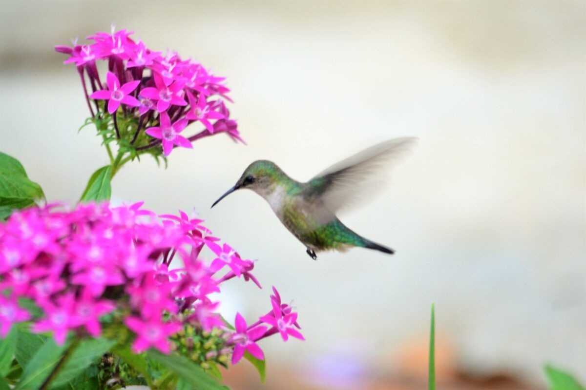 Fauna Dominicana - Biodiversidad de La Hispaniola
