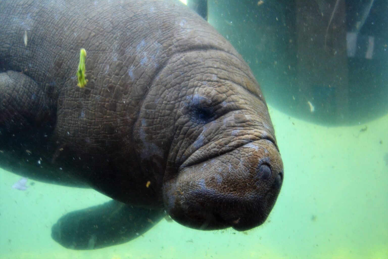 Manatí del Caribe. - Fauna Dominicana