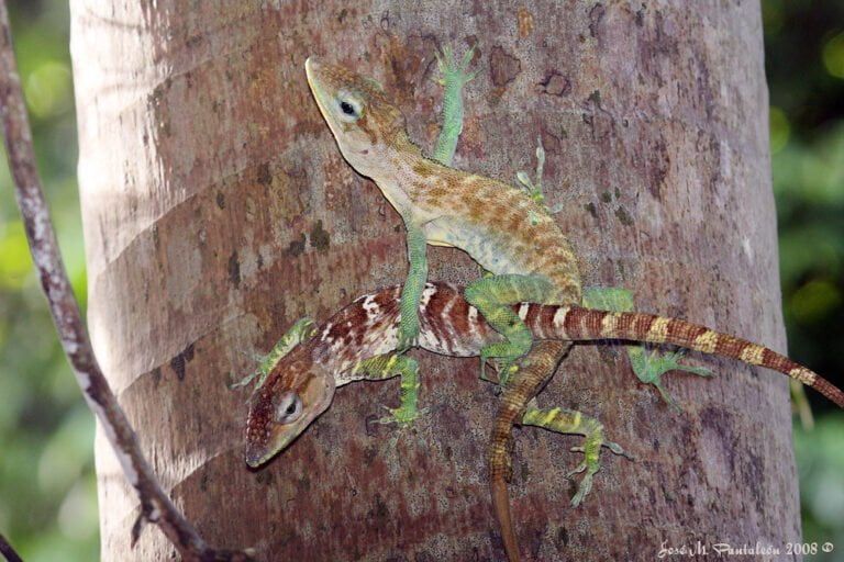 Saltacocote o lagarto gigante dominicano - Fauna Dominicana