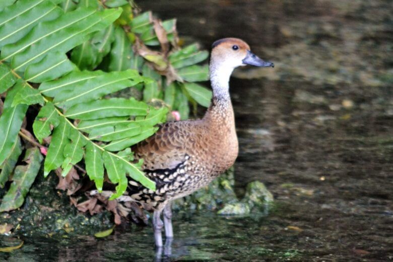 Aves Archives - Página 4 de 4 - Fauna Dominicana