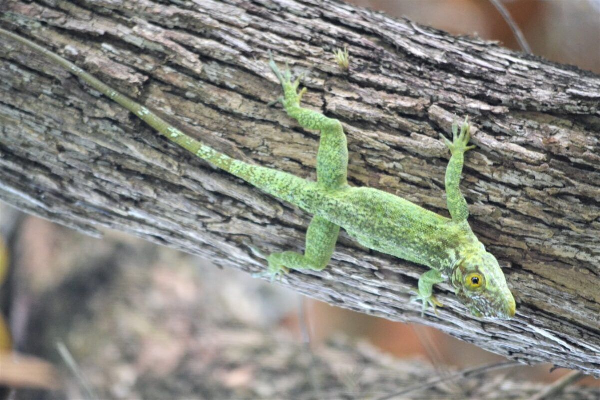 Saltacocote o lagarto gigante dominicano - Fauna Dominicana