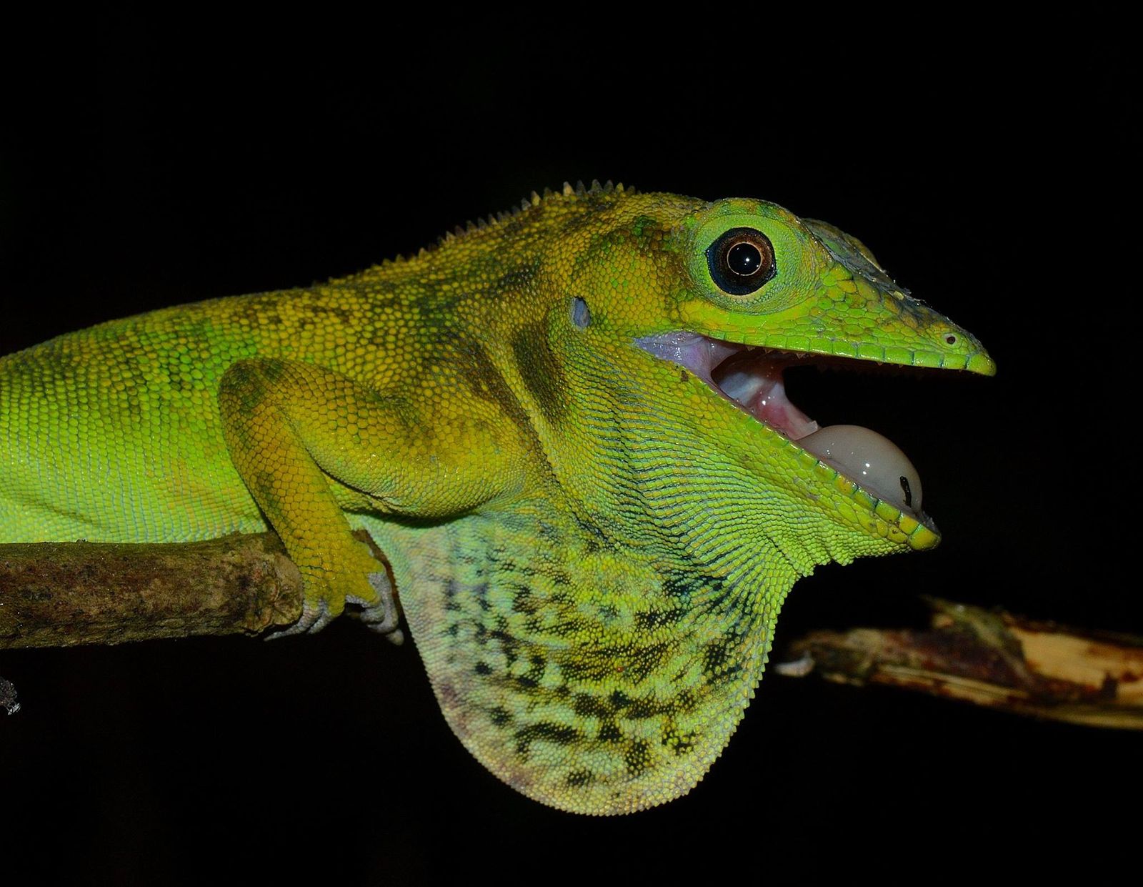 Saltacocote o lagarto gigante dominicano - Fauna Dominicana