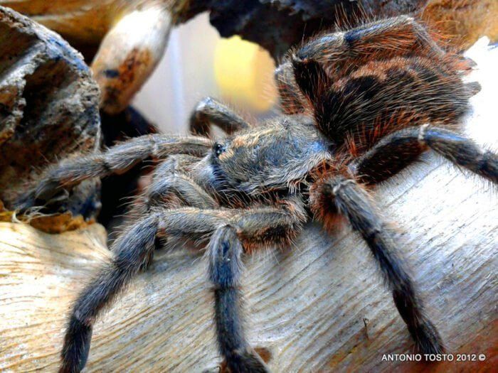 Cacata o Tarántula sureña. - Fauna Dominicana