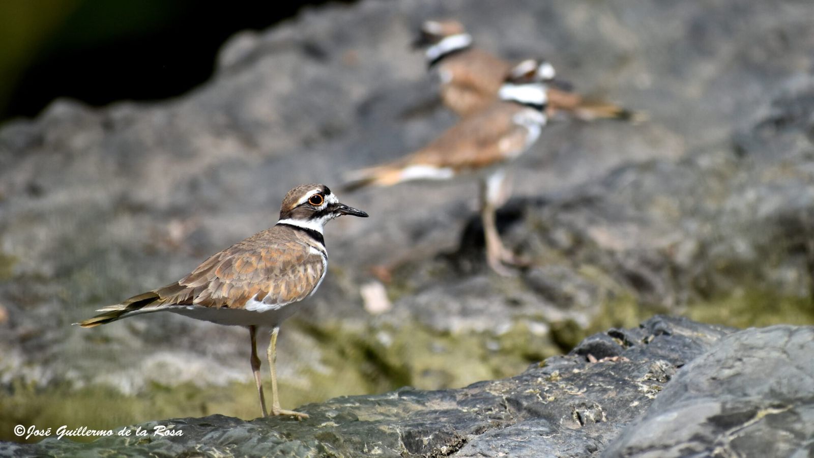 Tiíto o Chorlito Tildio - Fauna Dominicana
