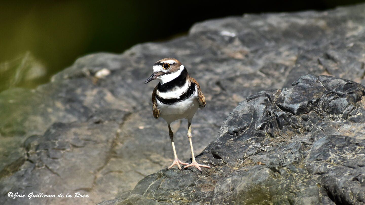 Tiíto o Chorlito Tildio - Fauna Dominicana