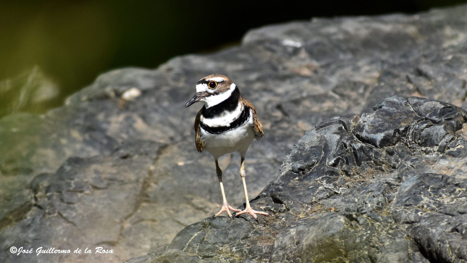 Tiíto o Chorlito Tildio - Fauna Dominicana