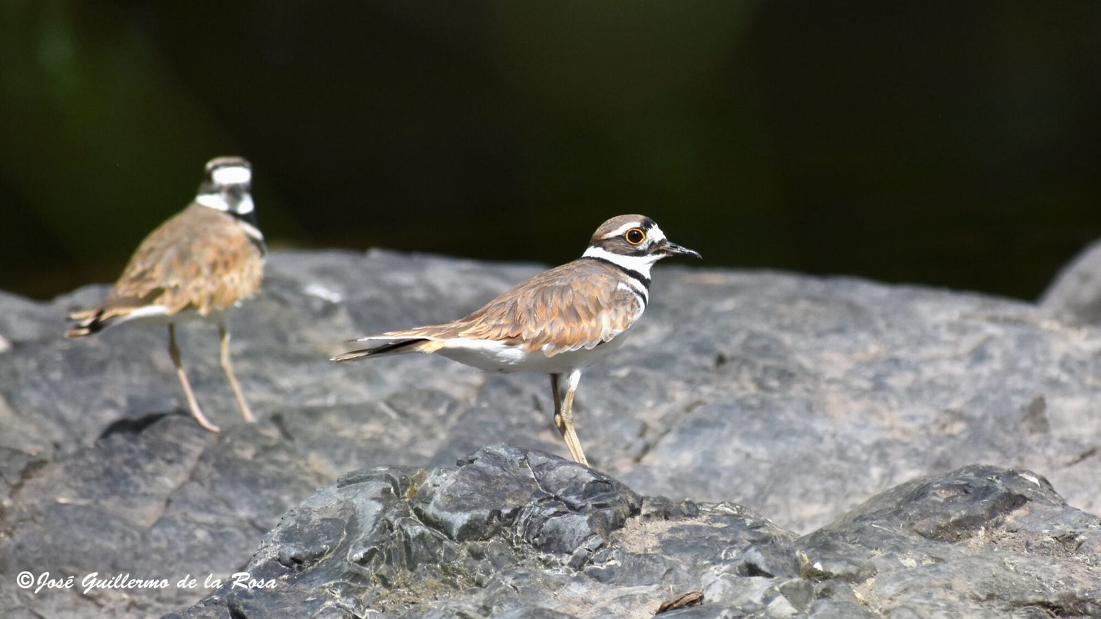 Tiíto o Chorlito Tildio - Fauna Dominicana