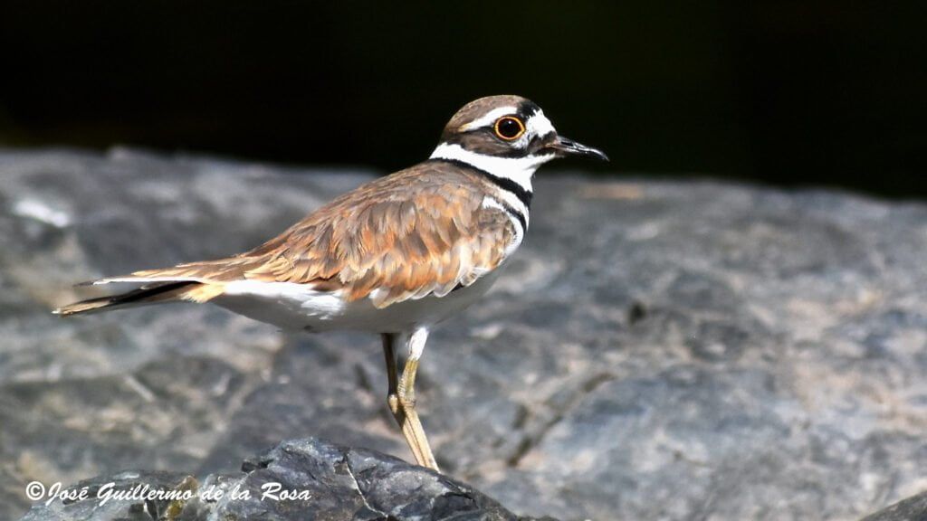 Tiíto o Chorlito Tildio - Fauna Dominicana