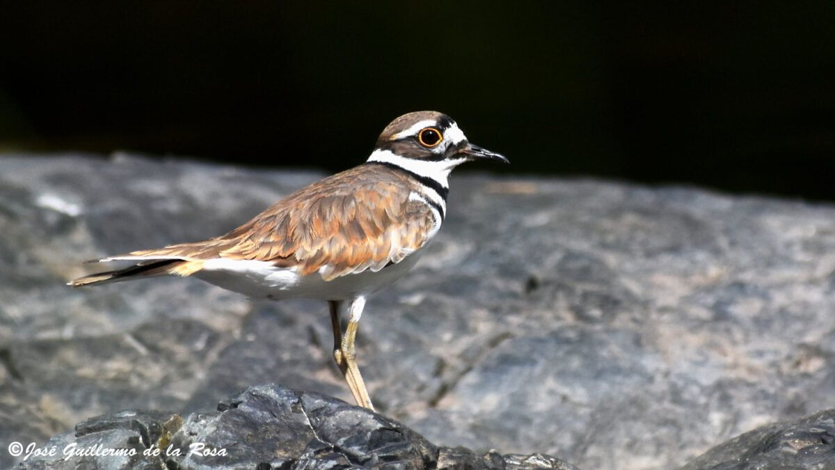 Tiíto o Chorlito Tildio - Fauna Dominicana