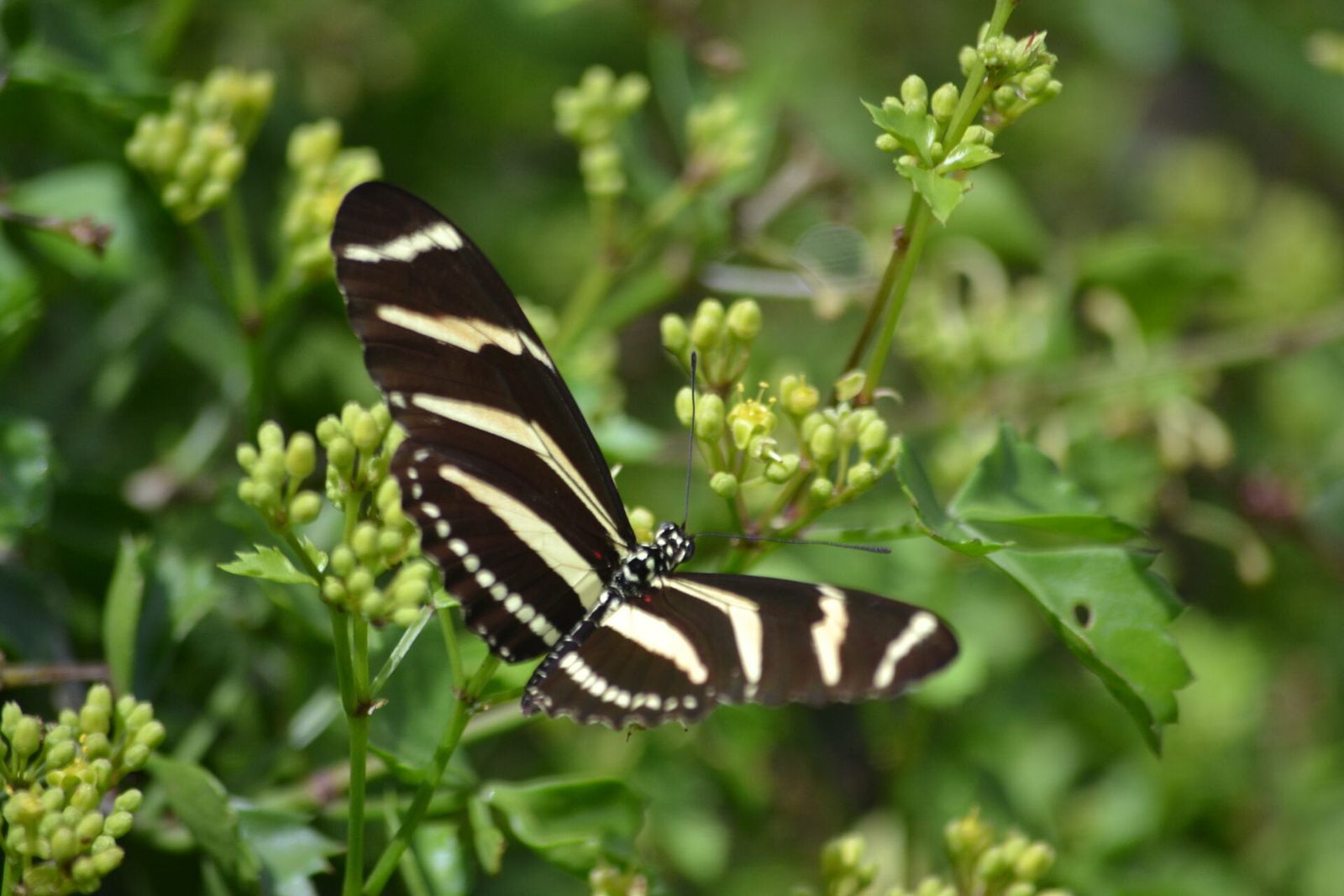 Cacata o Tarántula Gigante Roja de la Española - Fauna Dominicana