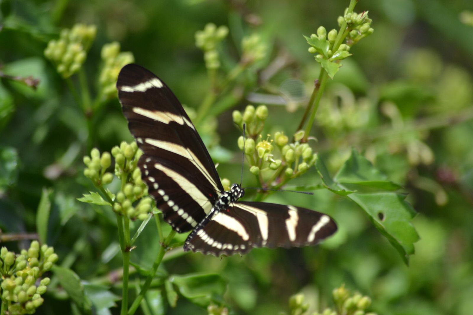 Jaiba o Cangrejo de río de la Hispaniola - Fauna Dominicana