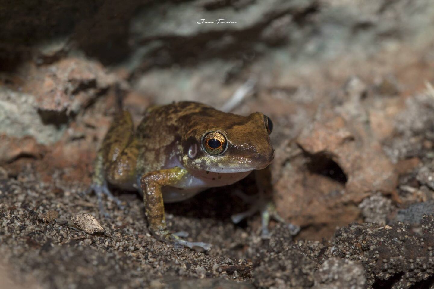 Rana de las Rocas de Barahona. - Fauna Dominicana