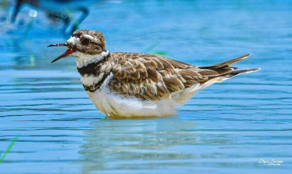 Tiíto o Chorlito Tildio - Fauna Dominicana