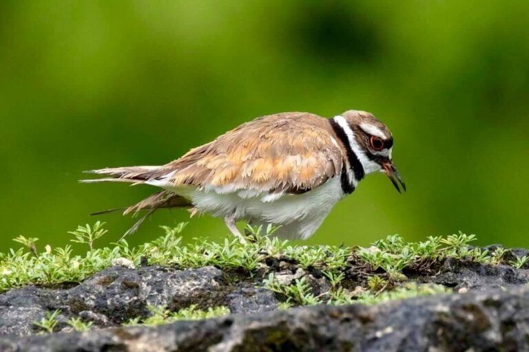 Tiíto o Chorlito Tildio - Fauna Dominicana