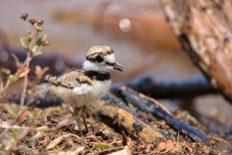 Tiíto o Chorlito Tildio - Fauna Dominicana