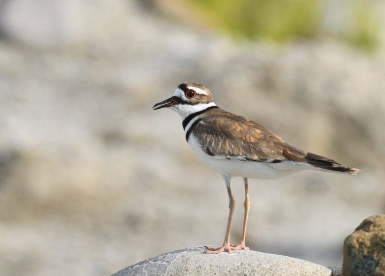 Tiíto o Chorlito Tildio - Fauna Dominicana