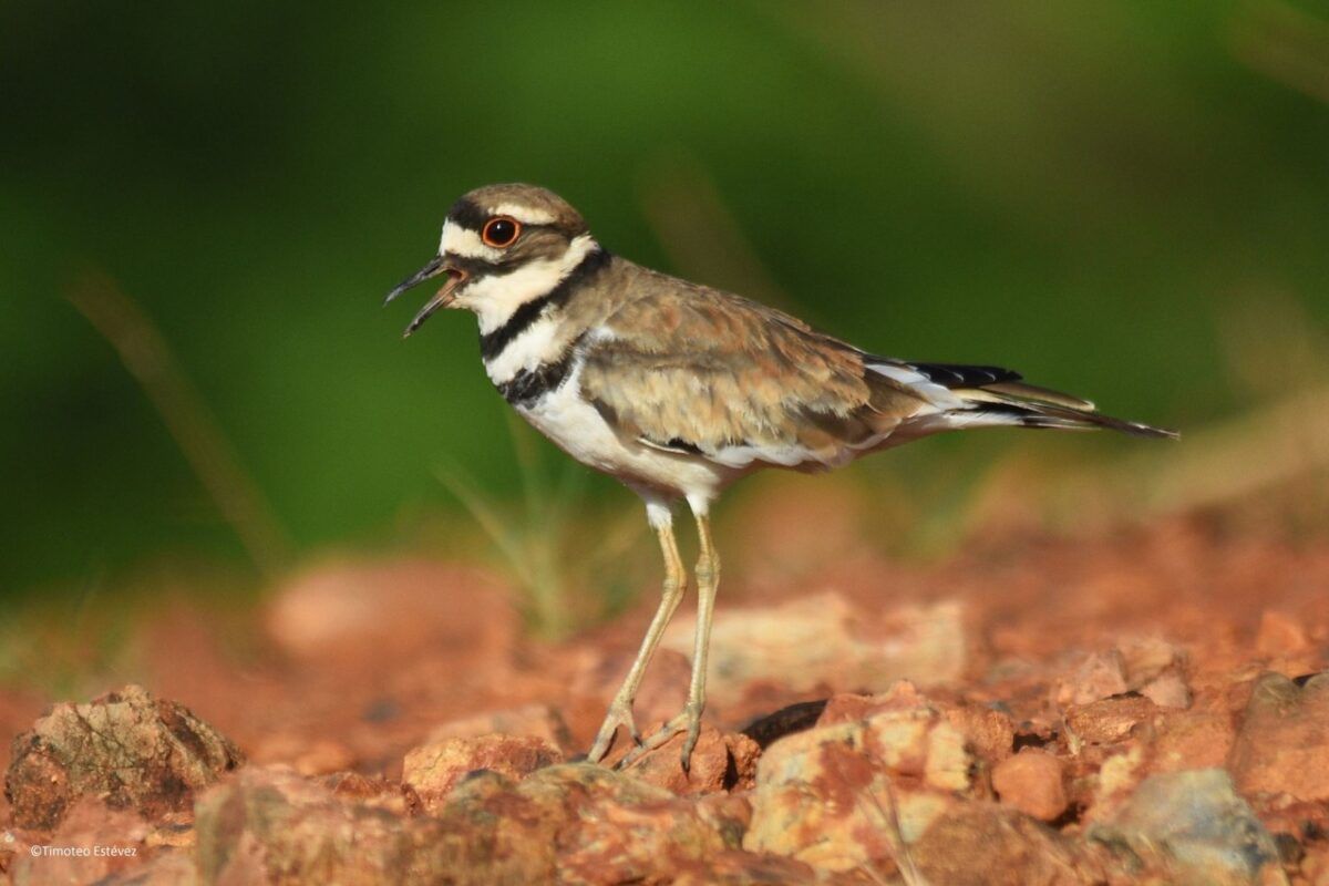 Tiíto o Chorlito Tildio - Fauna Dominicana