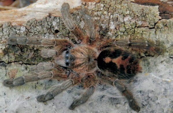Cacata o Tarántula sureña. - Fauna Dominicana