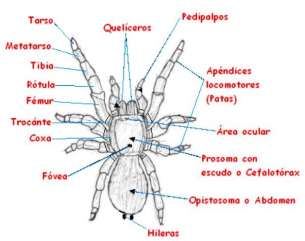 Cacata o Tarántula sureña. - Fauna Dominicana