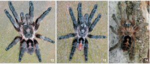 Cacata o Tarántula sureña. - Fauna Dominicana