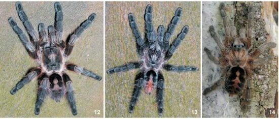 Cacata o Tarántula sureña. - Fauna Dominicana