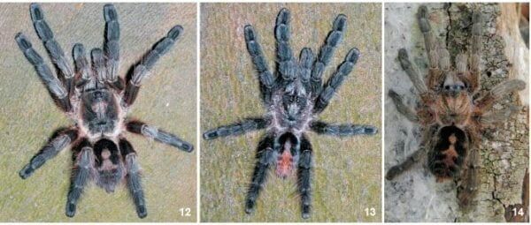 Cacata o Tarántula sureña. - Fauna Dominicana