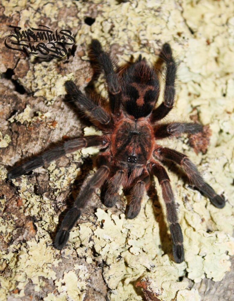 Cacata o Tarántula sureña. - Fauna Dominicana