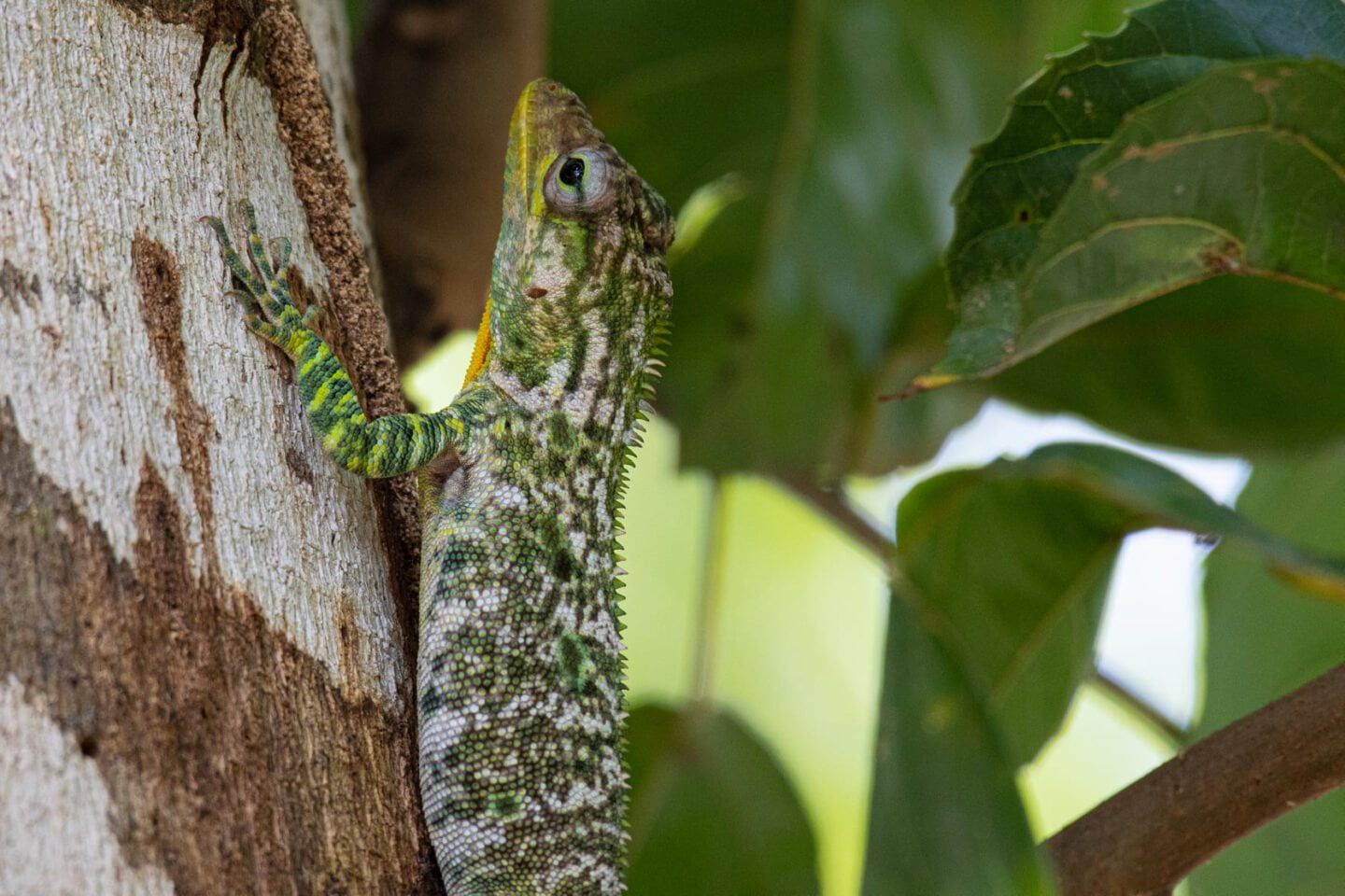 Hicotea o Jicotea Sureña - Fauna Dominicana