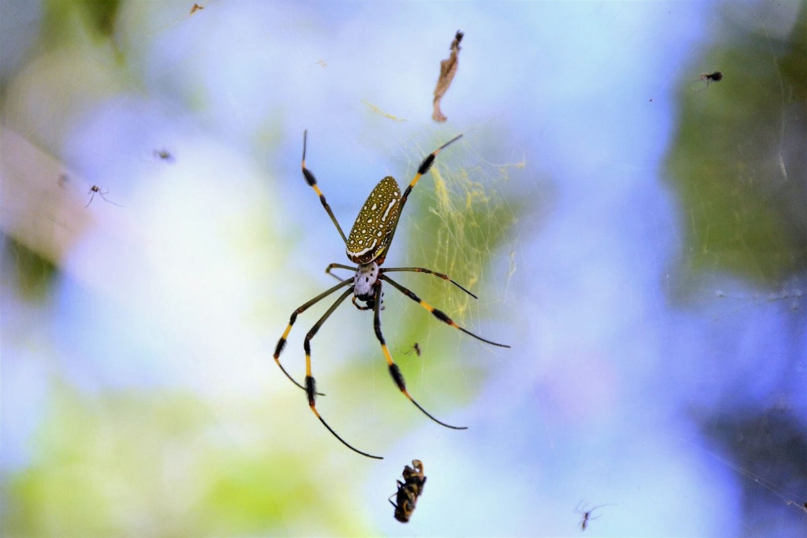 Cacata o Tarántula sureña. - Fauna Dominicana