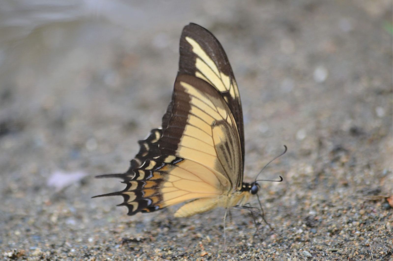 Cacata o Tarántula Gigante Roja de la Española - Fauna Dominicana