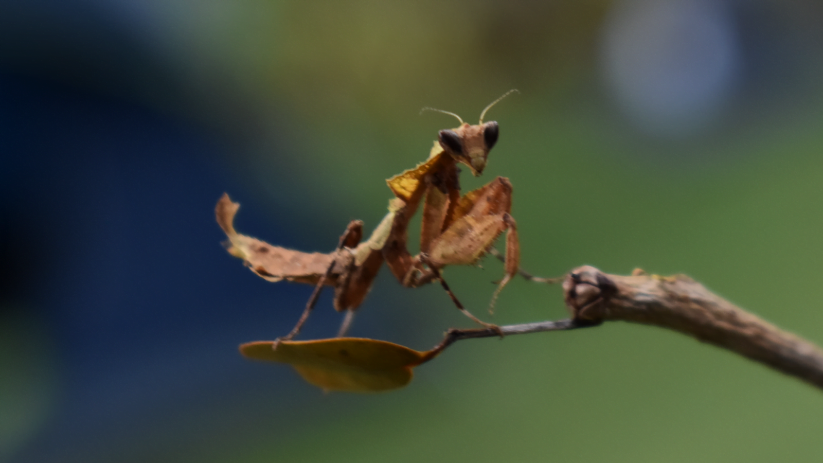 Mantis hoja dominicana - Fauna Dominicana