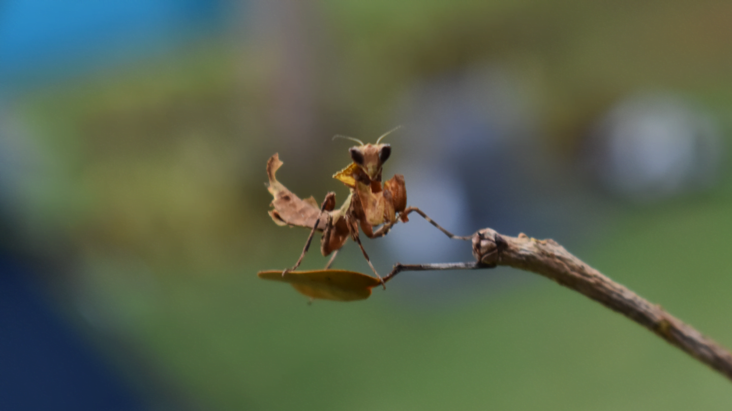 Mantis hoja dominicana - Fauna Dominicana