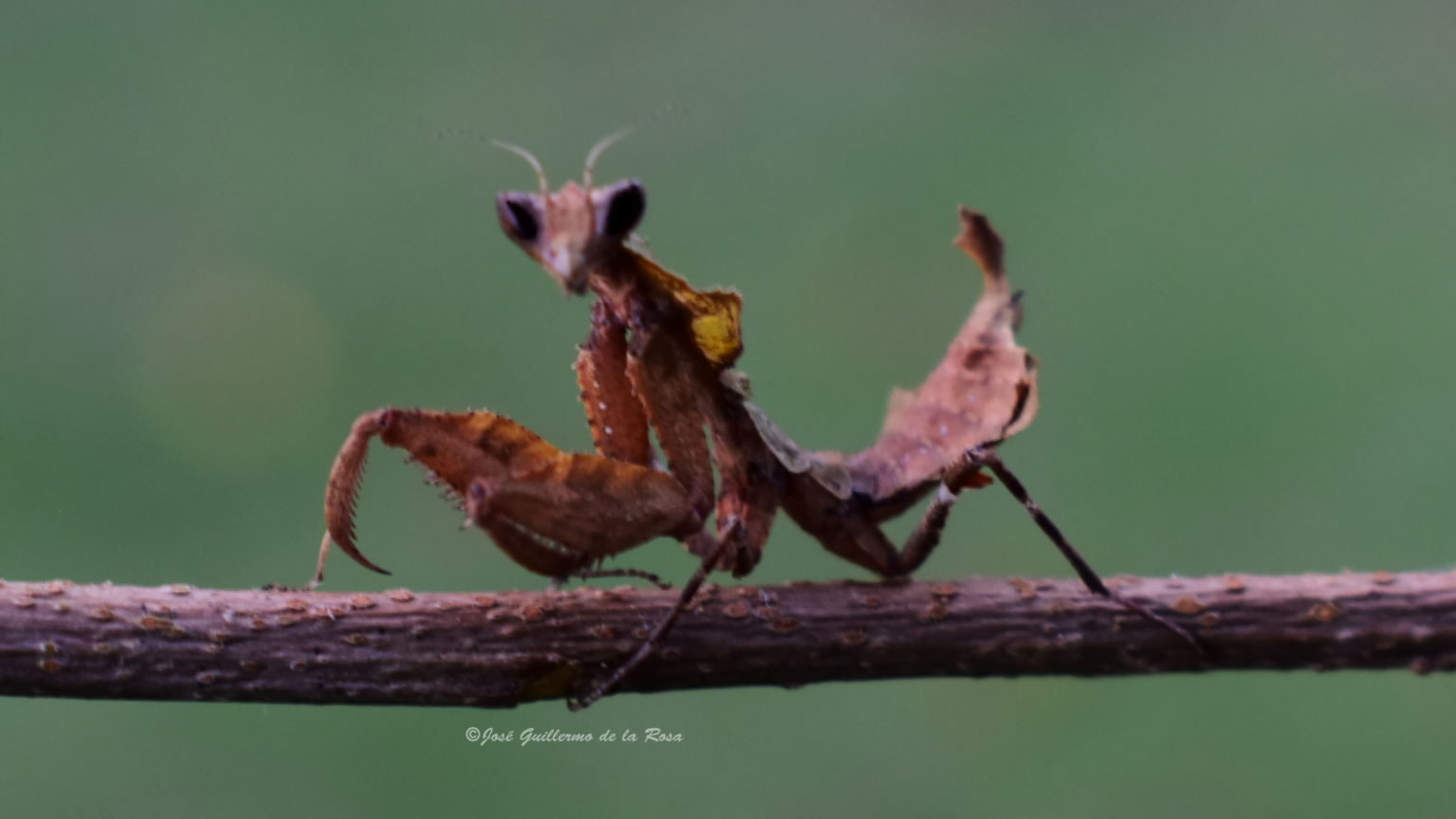 Jaiba o Cangrejo de río de la Hispaniola - Fauna Dominicana