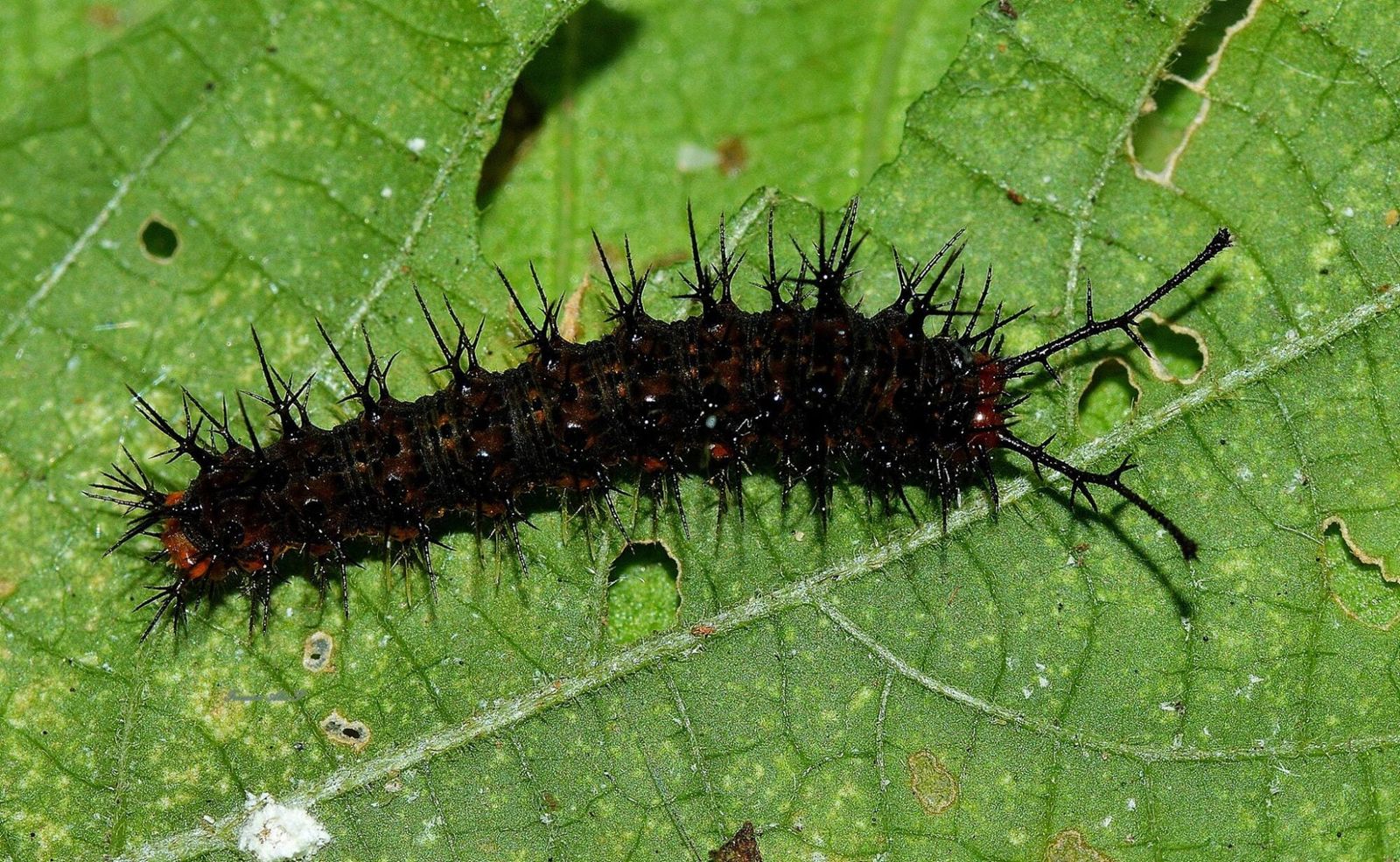 Mariposa Pega Palo o Mármol haitiano. - Fauna Dominicana