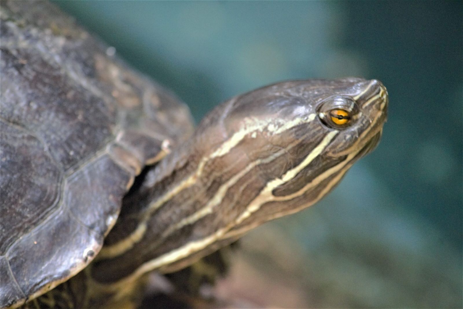 Hicotea o Jicotea Sureña - Fauna Dominicana
