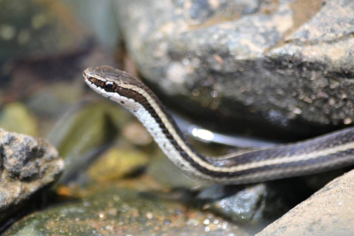 Culebra Corredora Negra - Fauna Dominicana